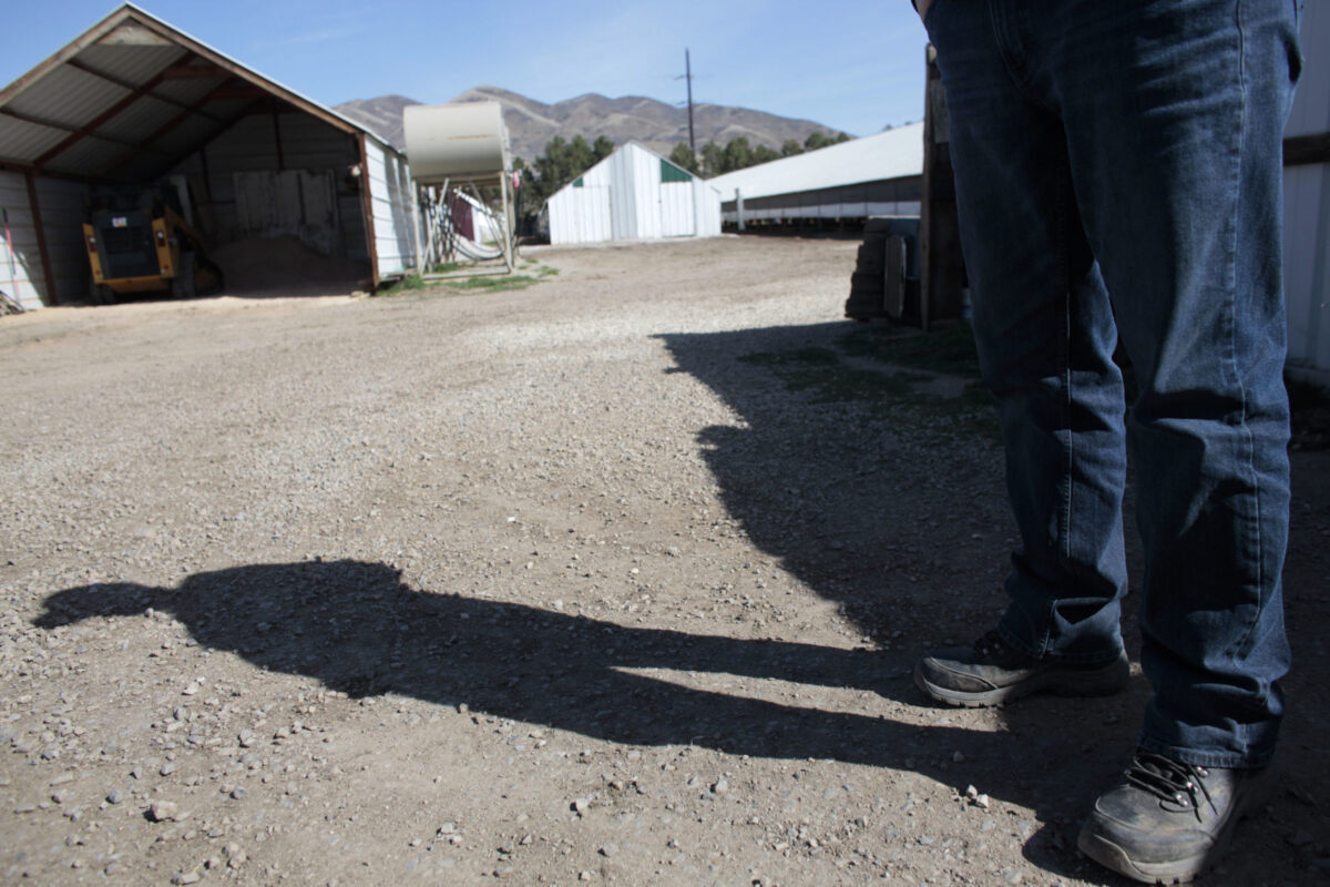 Dixon mink farm in Lehi drops agricultural protection, plans to ...